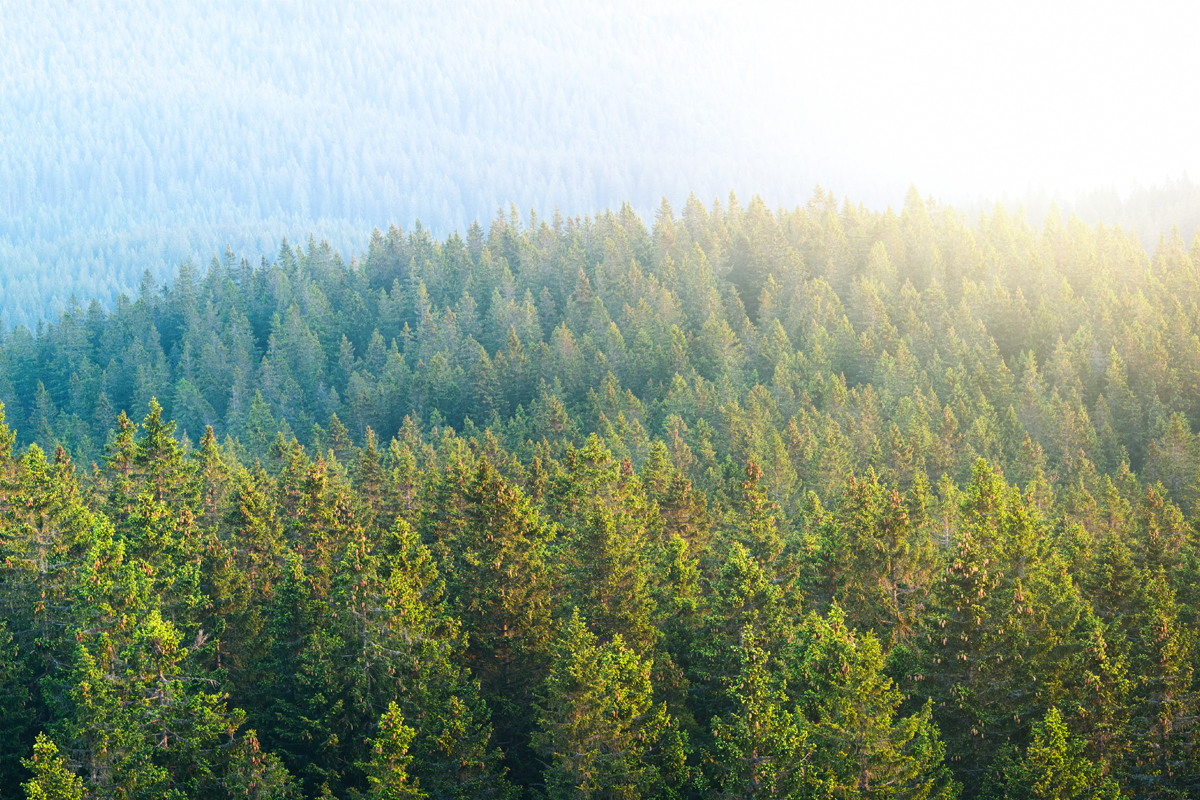 Bright Pine Behavioral Health - Licensed Local Michigan Psychologists